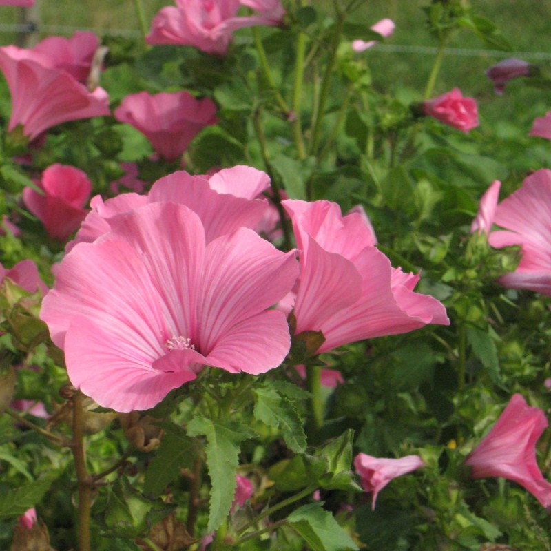 Bechermalve - Zierpflanze