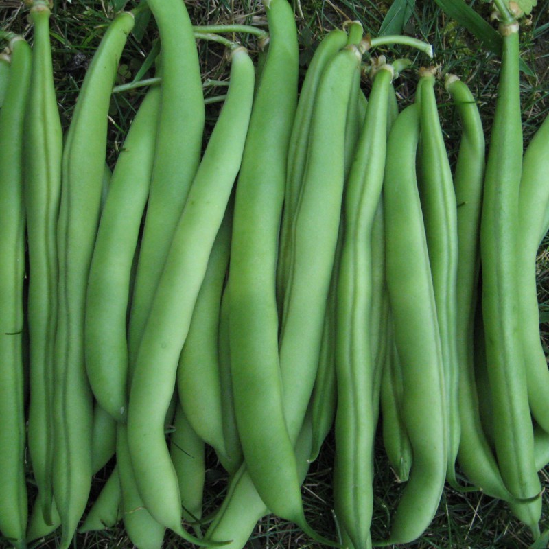 Buschbohne grün - Wade