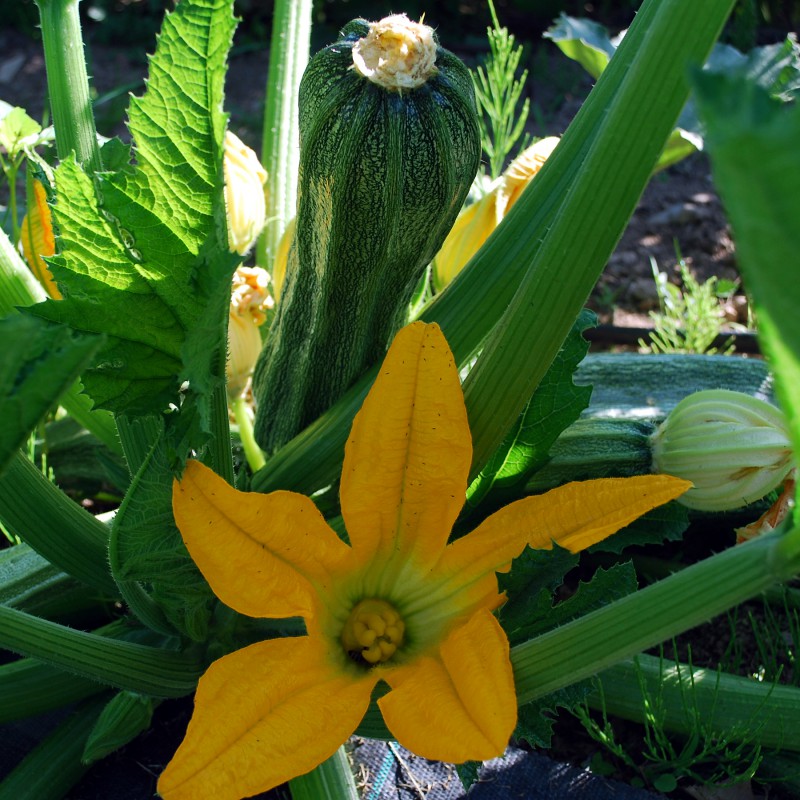 Zucchini - Costates Romanesco