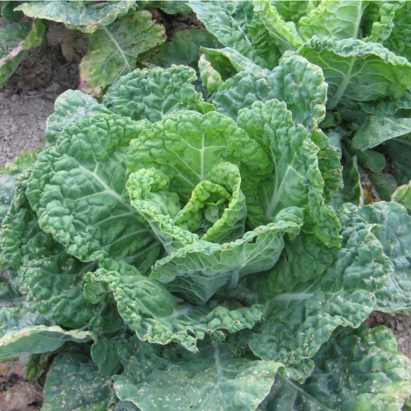 Butterkohl - Goldberg