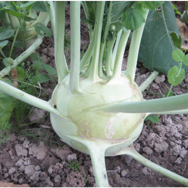 Kohlrabi - Superschmelz