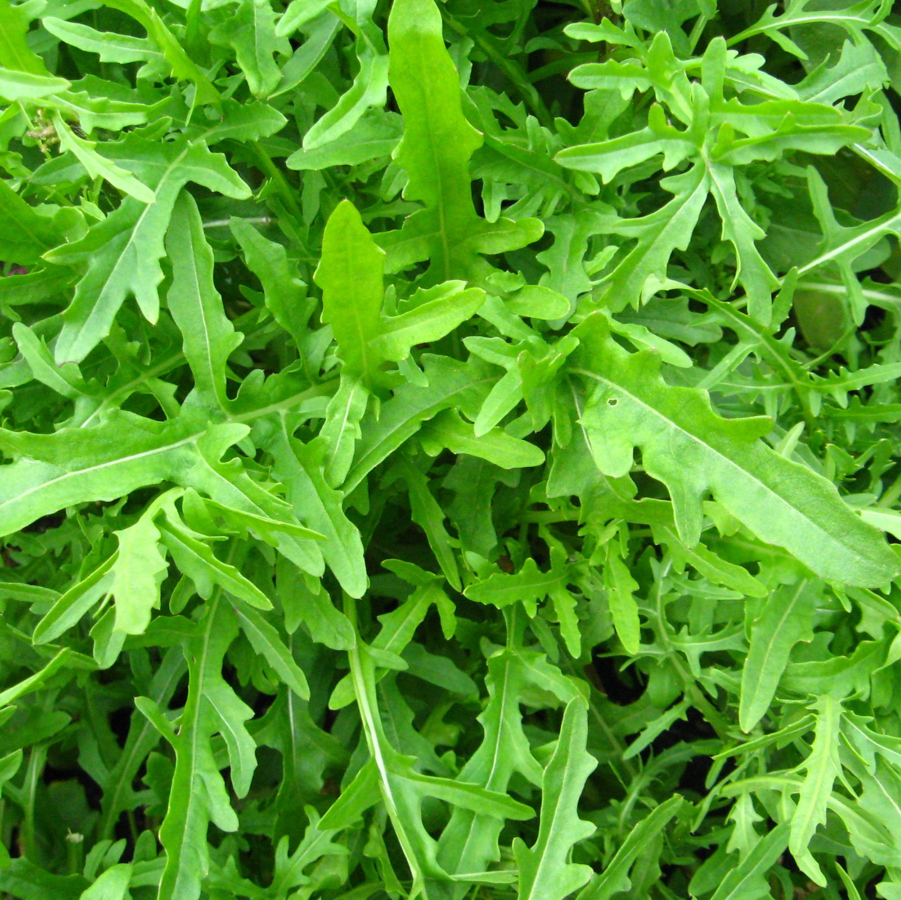 Wilde Rauke - Würzkraut