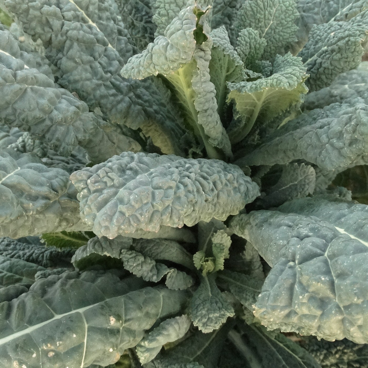 Palmkohl - Negro Romano