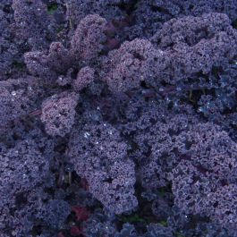 Braunkohl-Samen - Krasnaja Kurcavaja Vysokaja